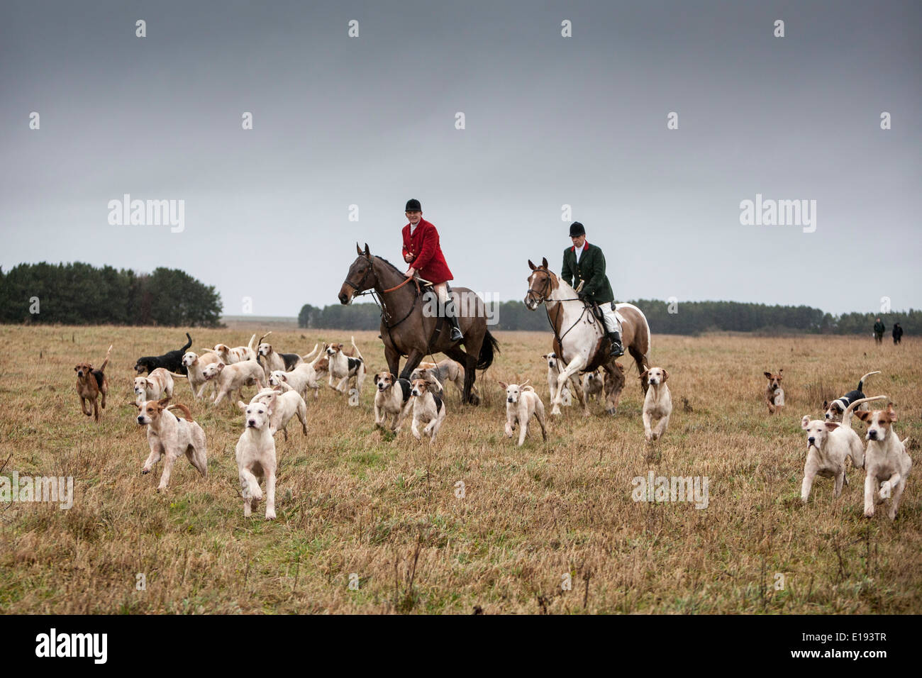 Huntsman and pack of hounds in field Stock Photo - Alamy