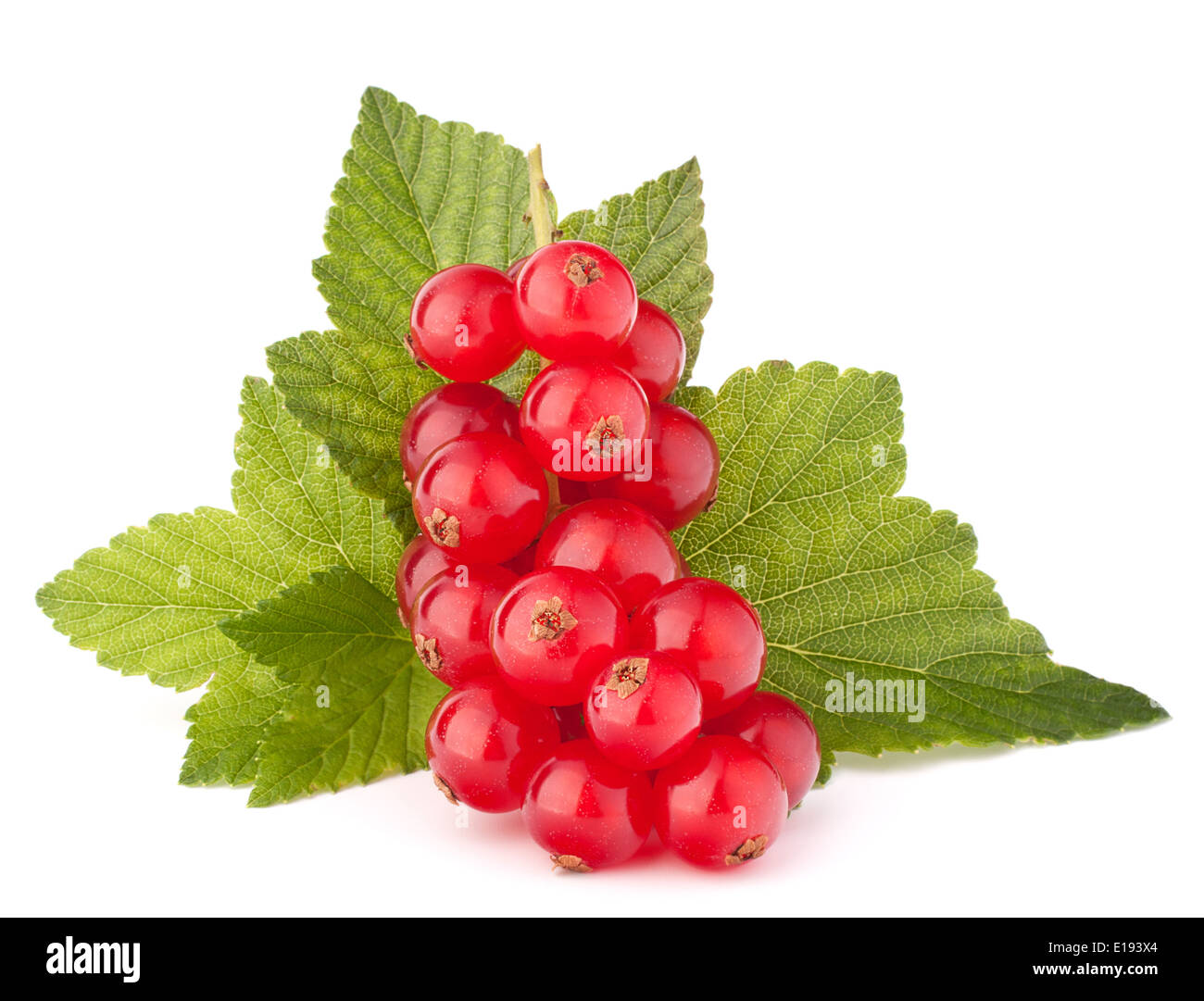 Red currants and green leaves still life isolated on white background ...