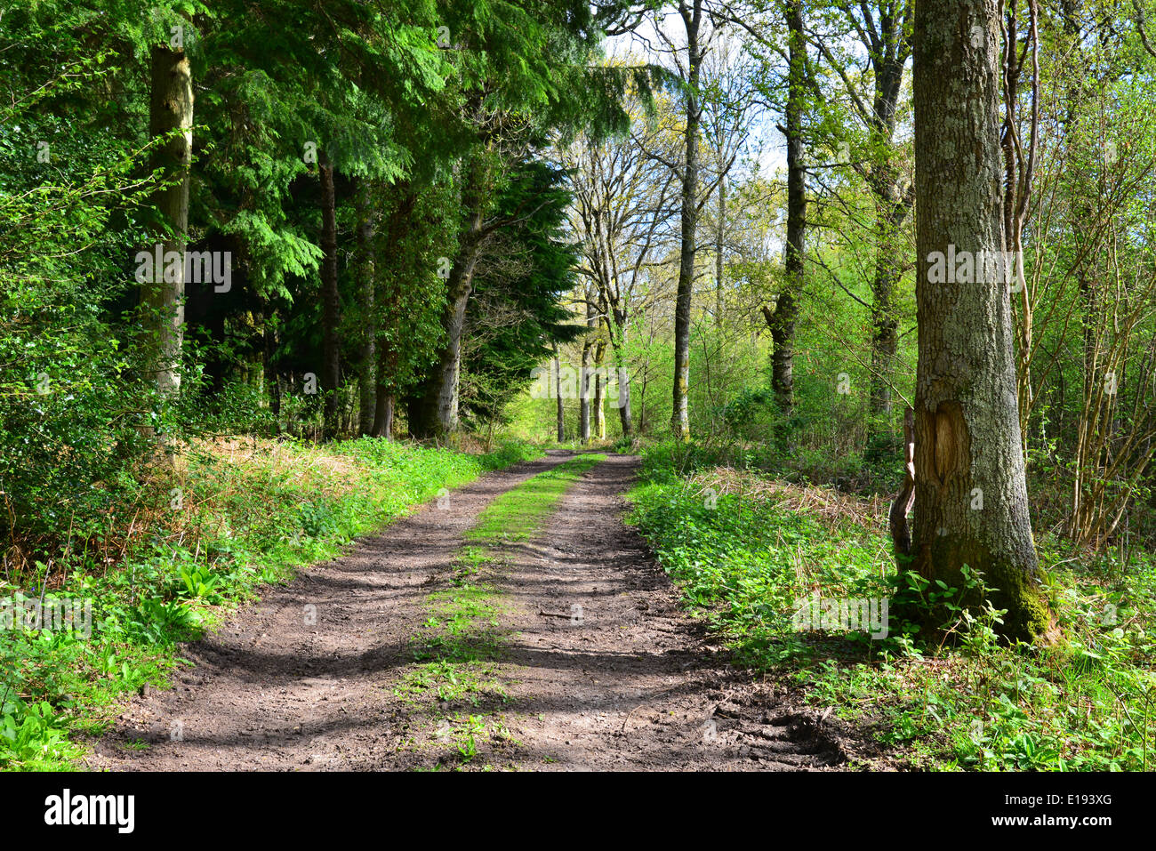 Coldwaltham, West Sussex Stock Photo - Alamy