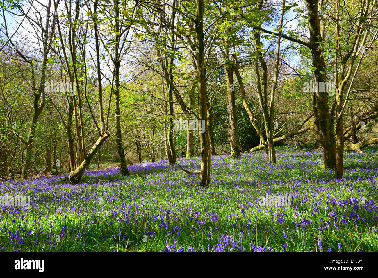Bluebells, Coldwaltham, West Sussex Stock Photo - Alamy