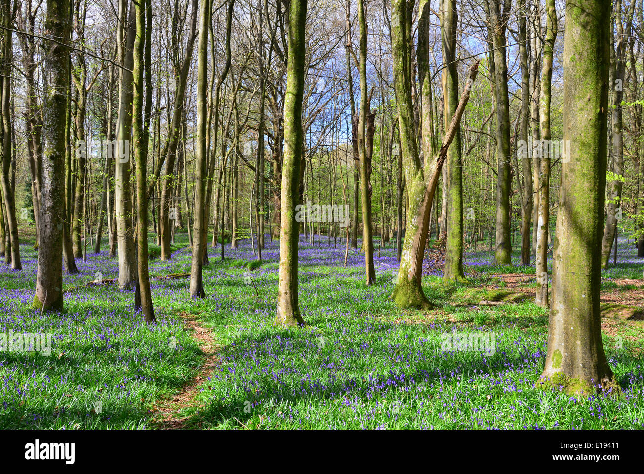 Bluebells, Coldwaltham, West Sussex Stock Photo - Alamy