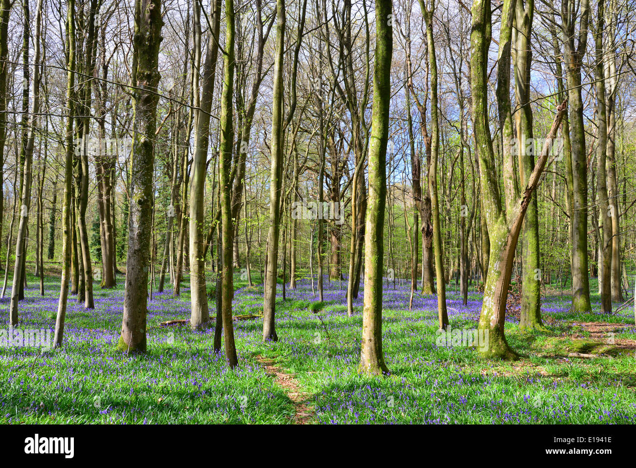 Coldwaltham england hi-res stock photography and images - Alamy