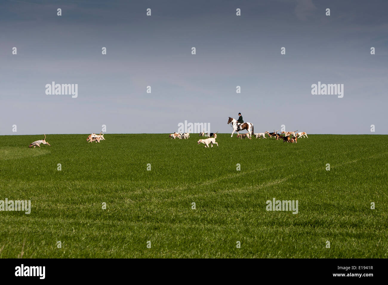 Huntsman and pack of hounds in field Stock Photo - Alamy