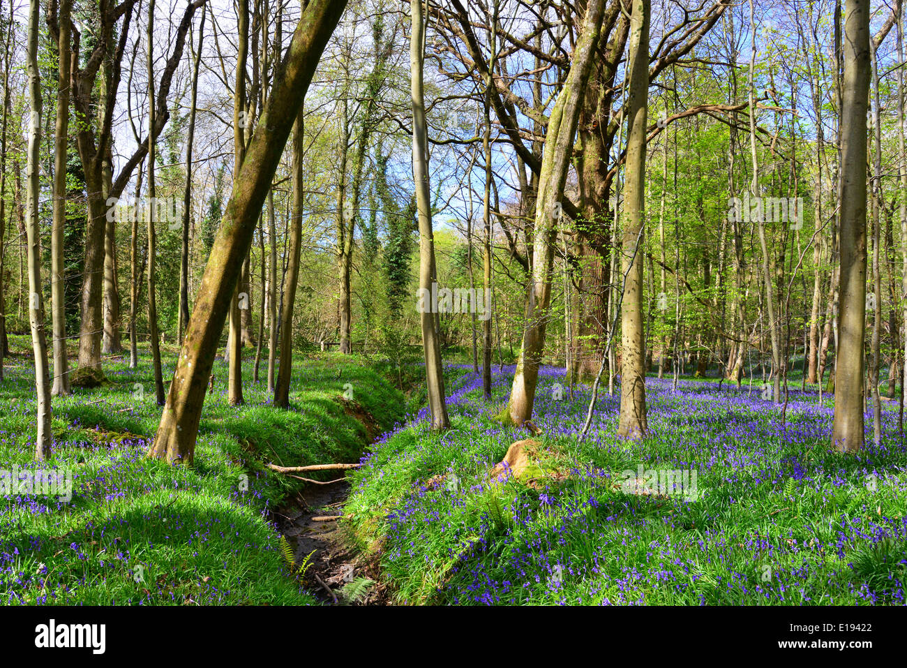 Coldwaltham england hi-res stock photography and images - Alamy