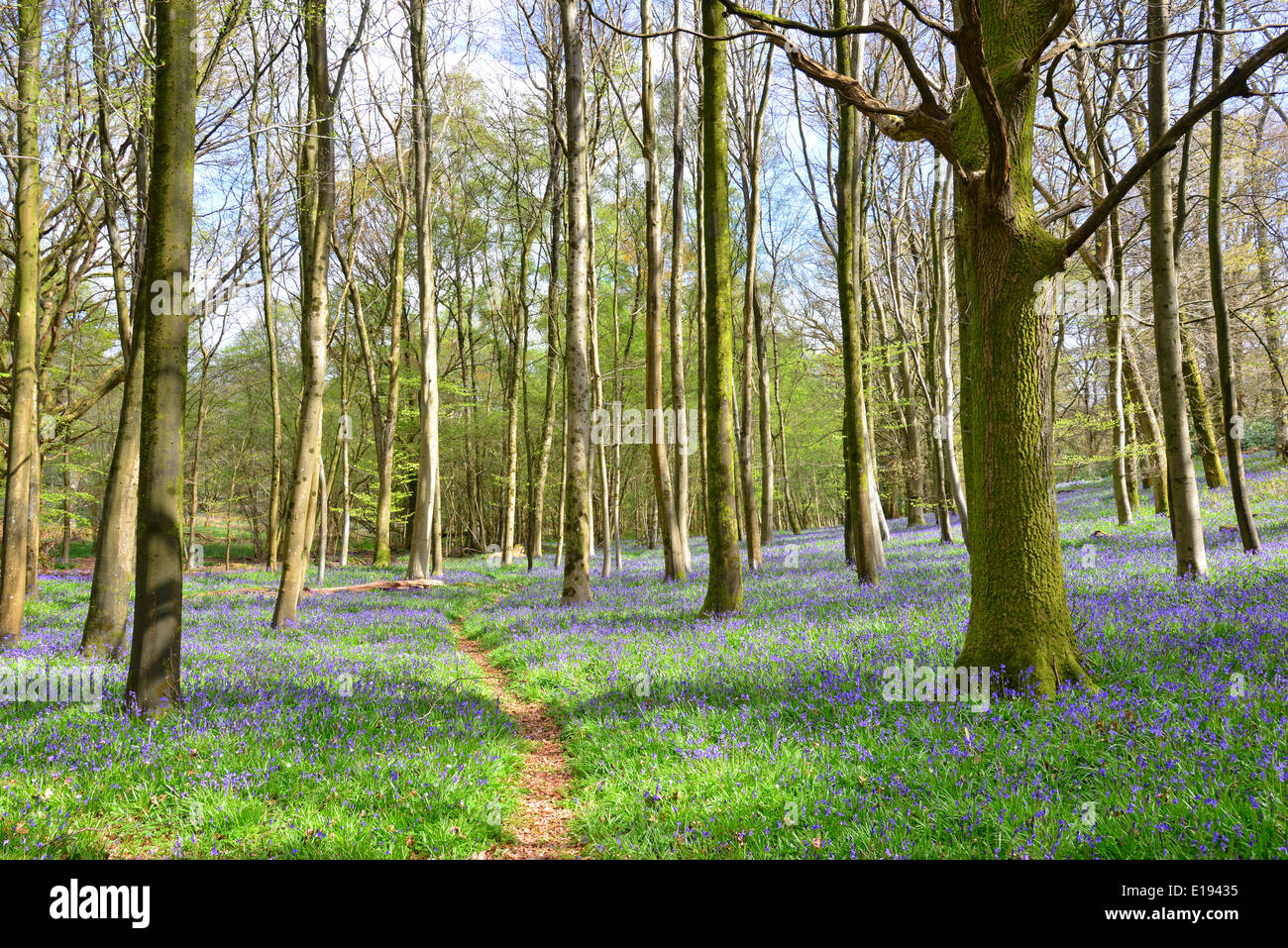 Coldwaltham england hi-res stock photography and images - Alamy