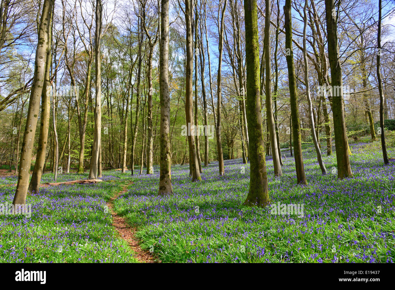 Coldwaltham england hi-res stock photography and images - Alamy