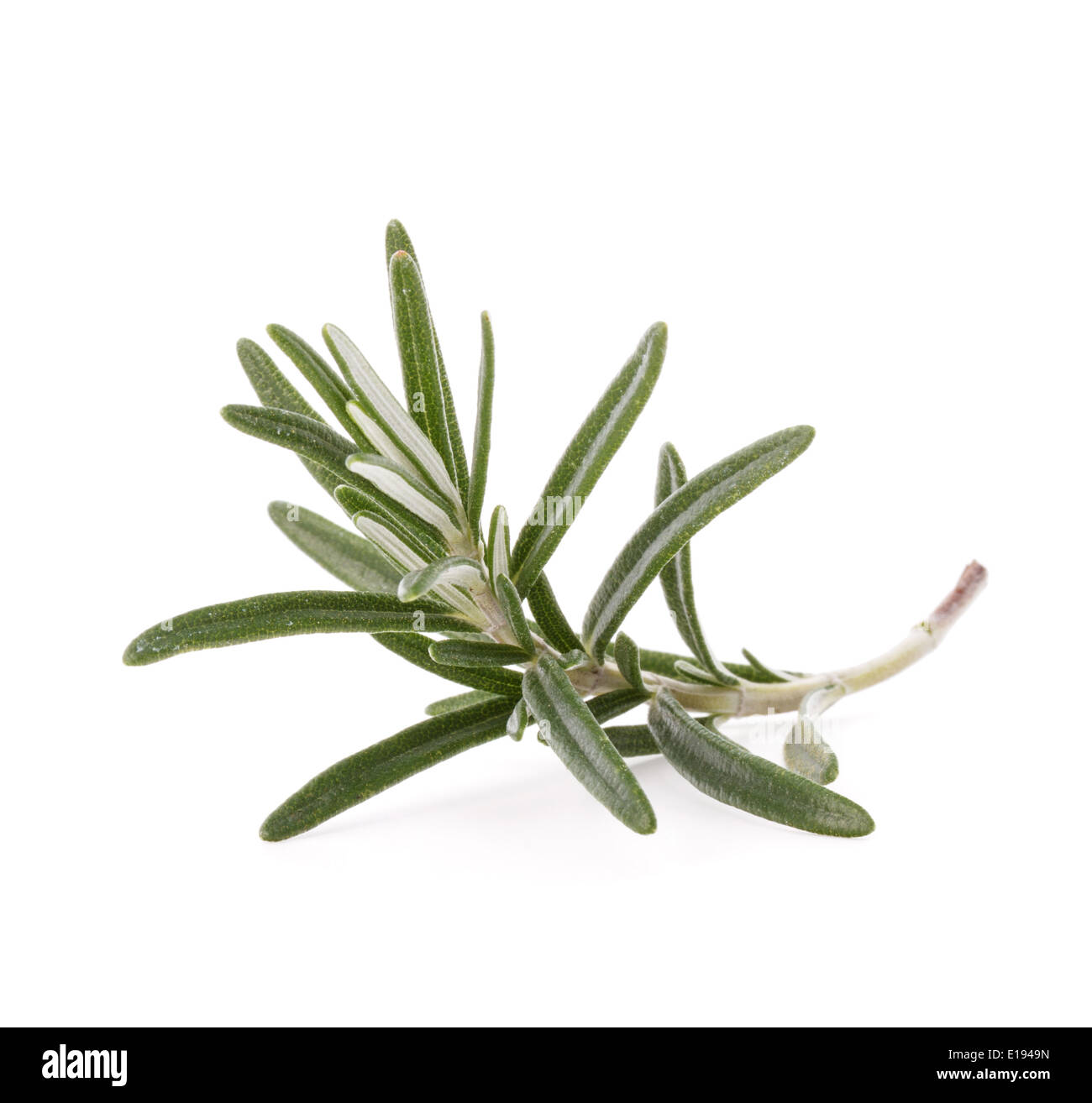 rosemary herb spice leaves isolated on white background cutout Stock ...