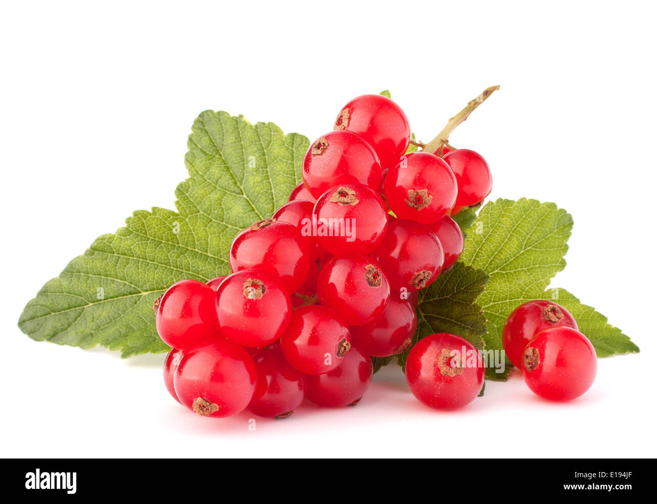 Red currants and green leaves still life isolated on white background ...