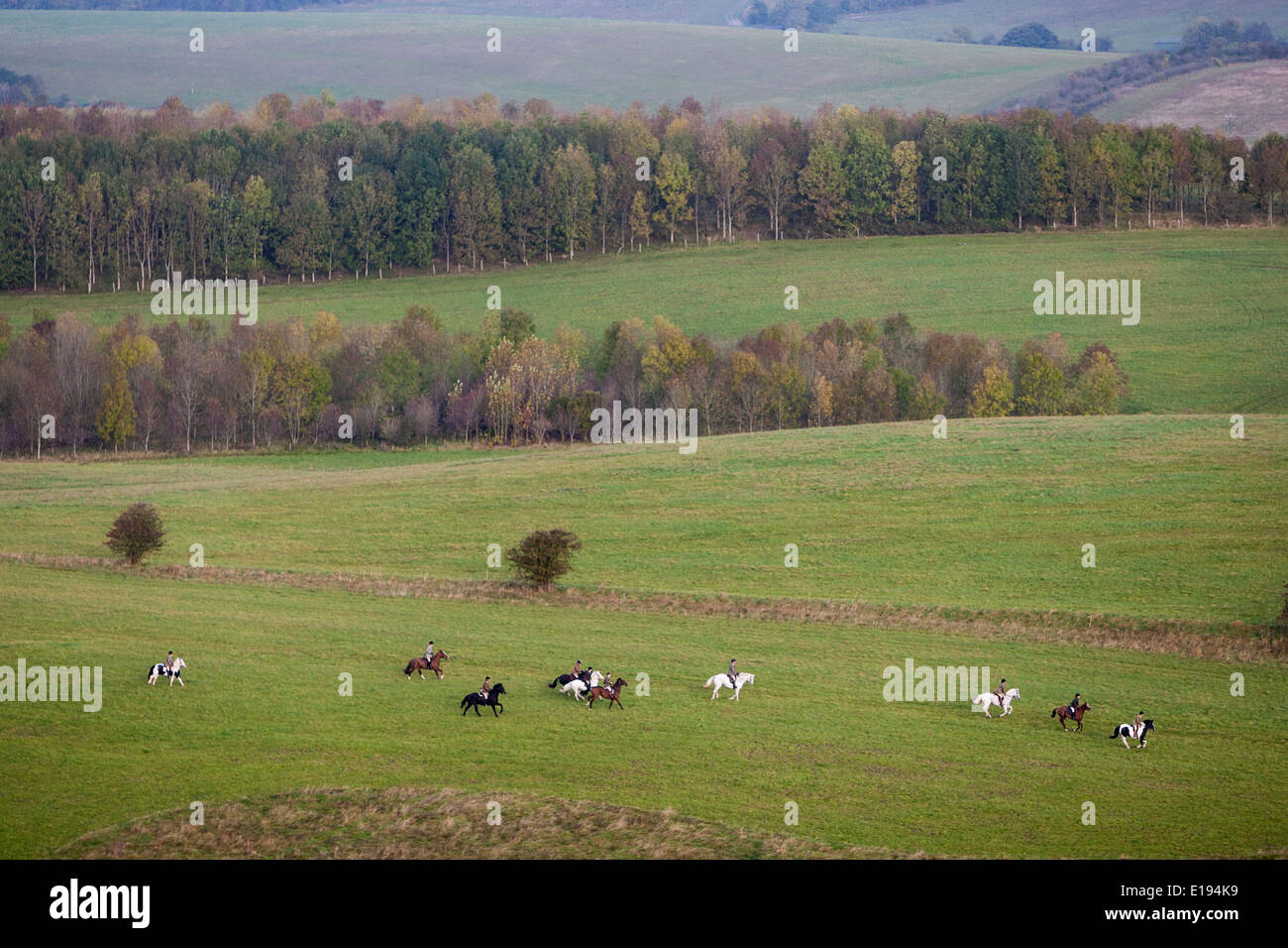 Ride horse field horses hi-res stock photography and images - Alamy