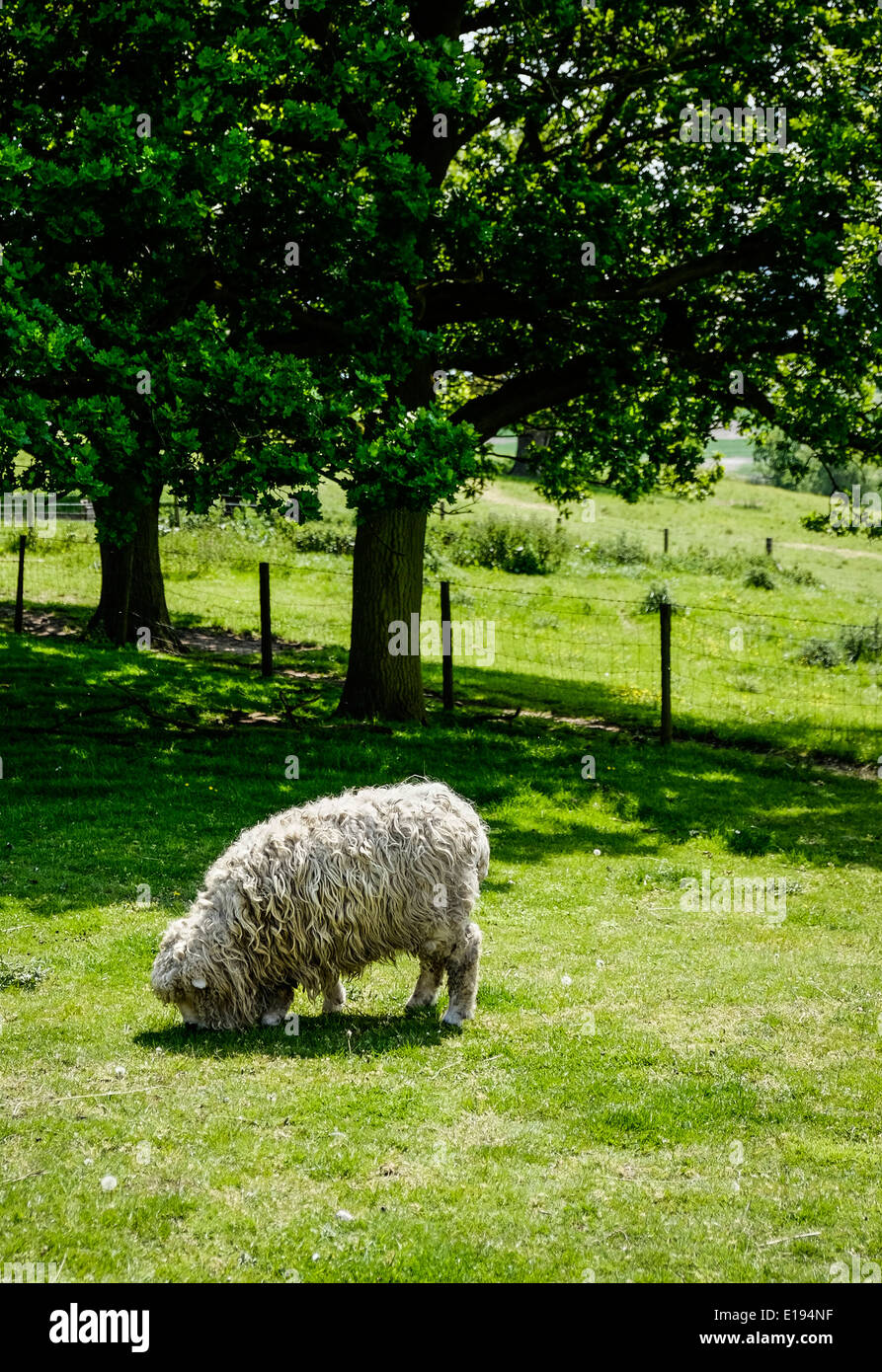 Vertical sheep ph hi-res stock photography and images - Alamy