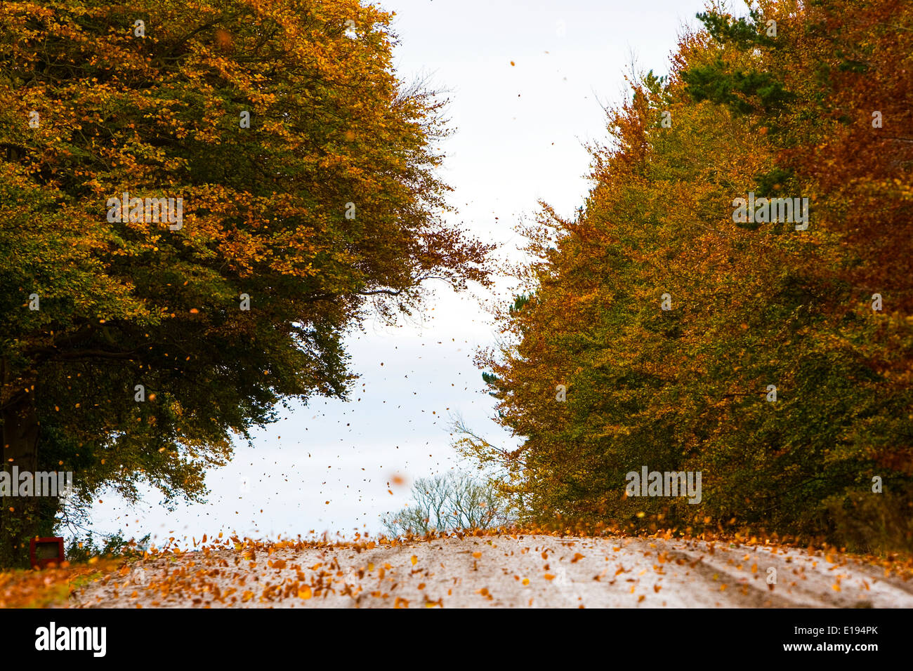 Fall leaves blowing in wind hi-res stock photography and images - Alamy