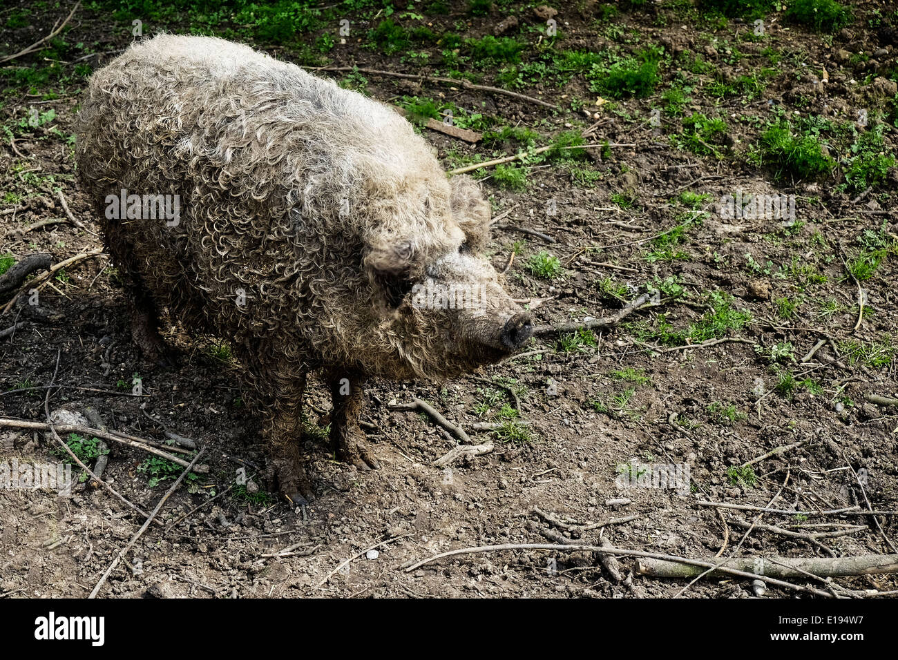 A Mangalitza Pig in an enclosure Stock Photo - Alamy
