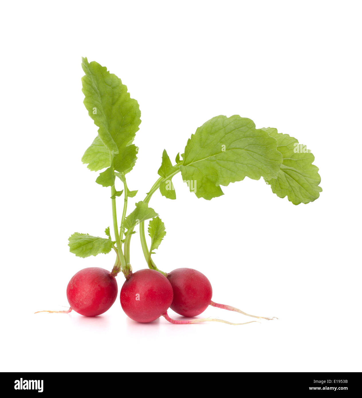 Small garden radish with leaves isolated on white background cutout ...