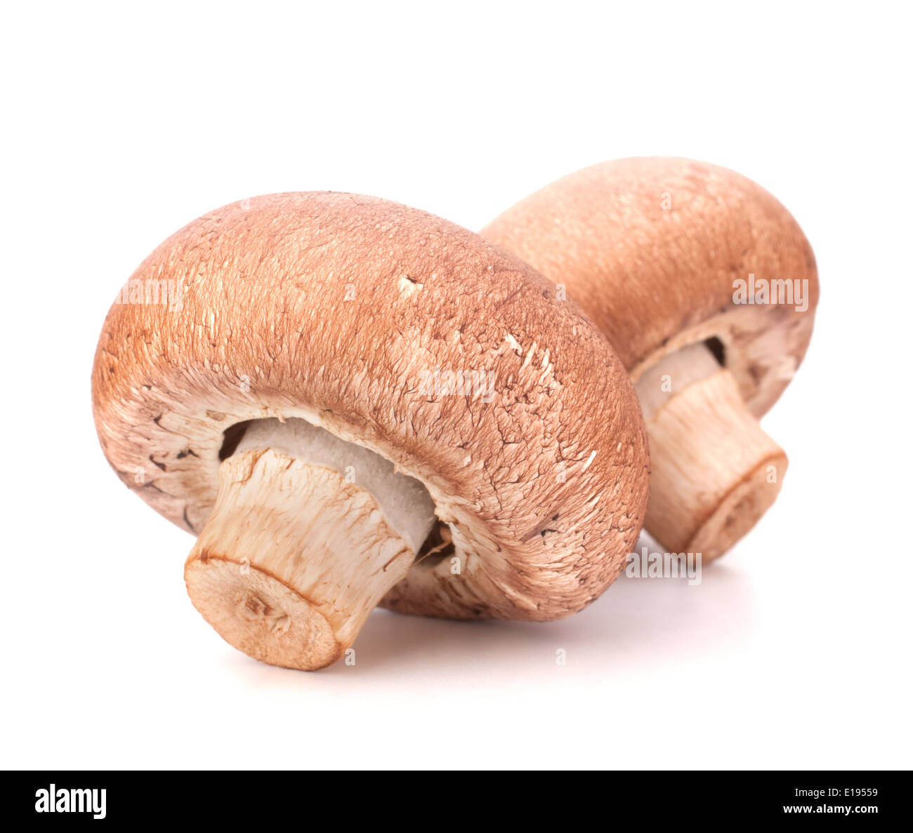 Brown champignon mushroom isolated on white background cutout Stock ...