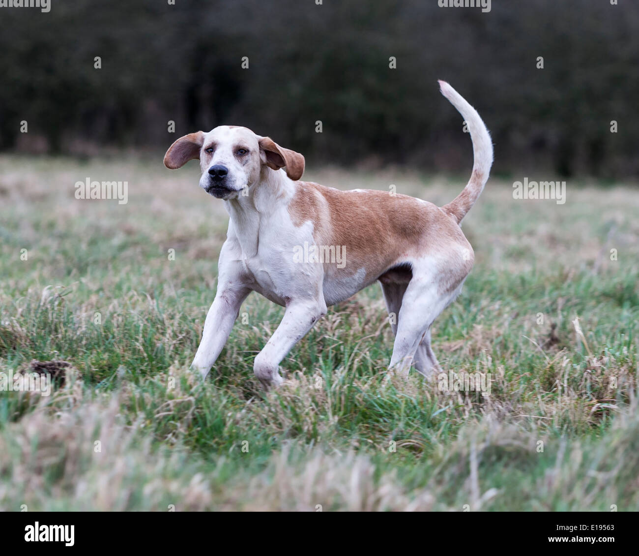 Foxhound running in field Stock Photo - Alamy
