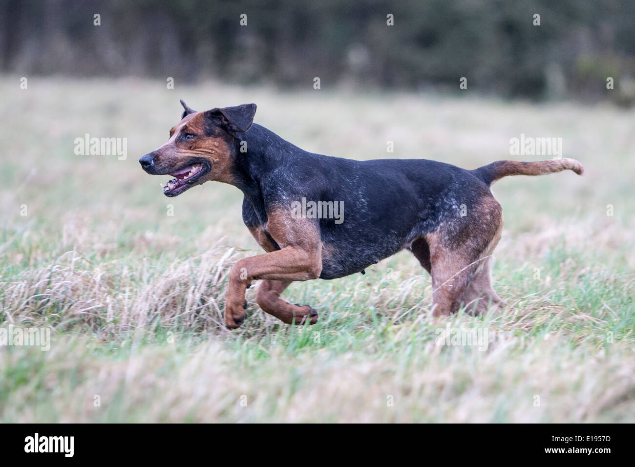 Foxhound hunting run hi-res stock photography and images - Alamy