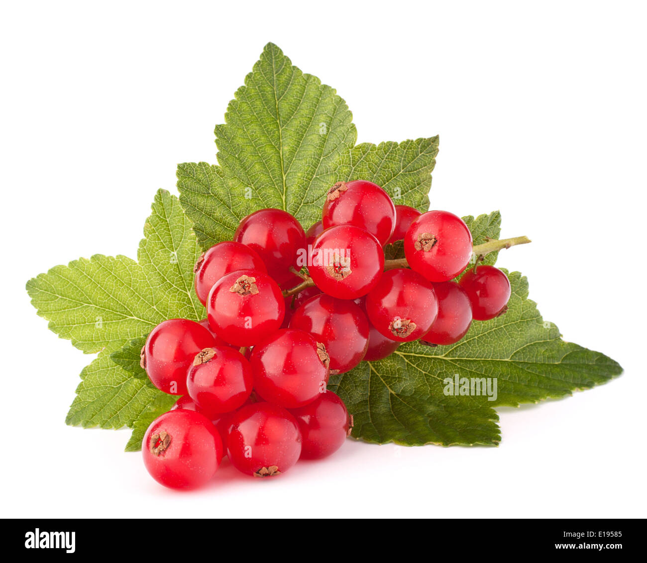 Red currants and green leaves still life isolated on white background ...