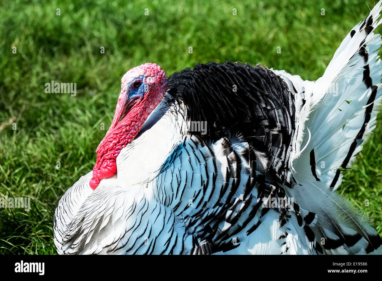 Breed of ornamental hi-res stock photography and images - Alamy