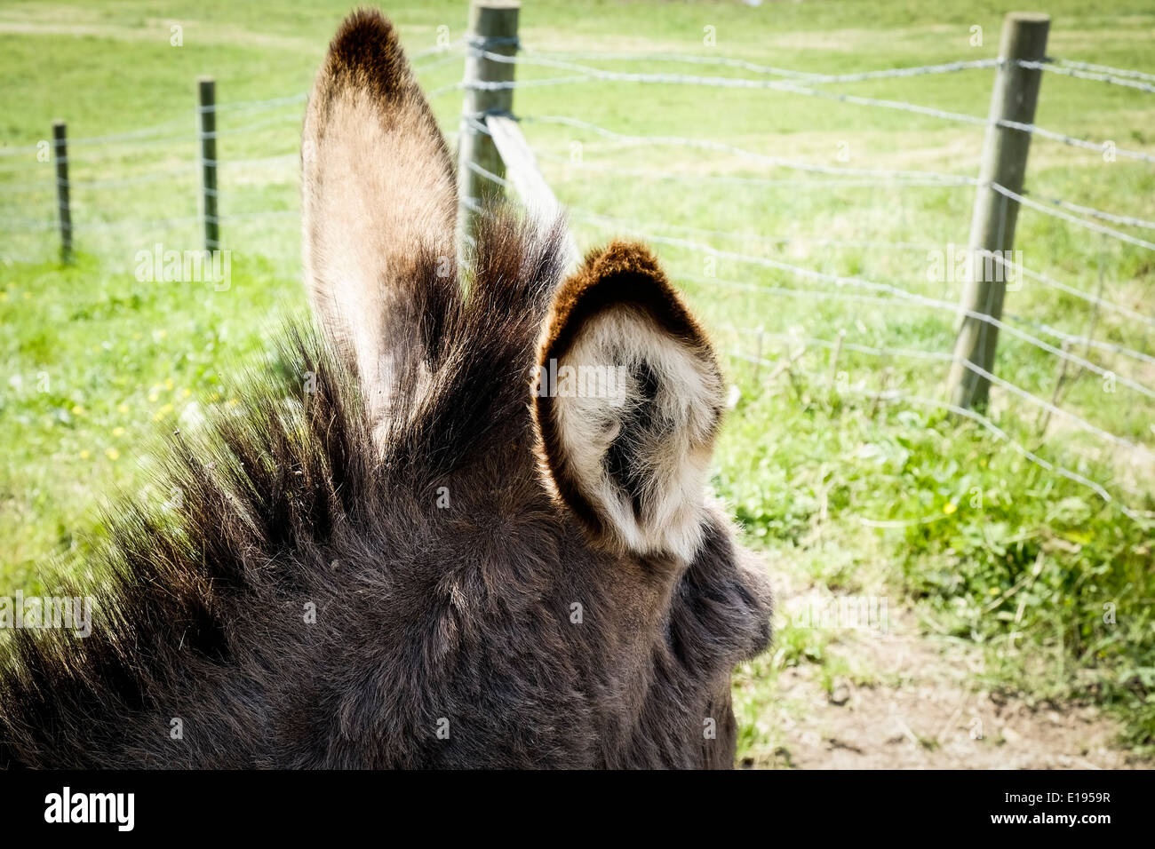 The ears of a donkey Stock Photo - Alamy
