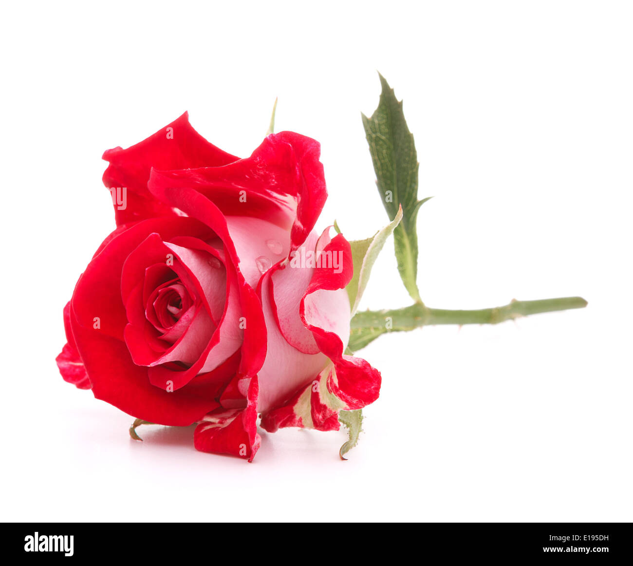 Red rose flower head isolated on white background cutout Stock Photo ...