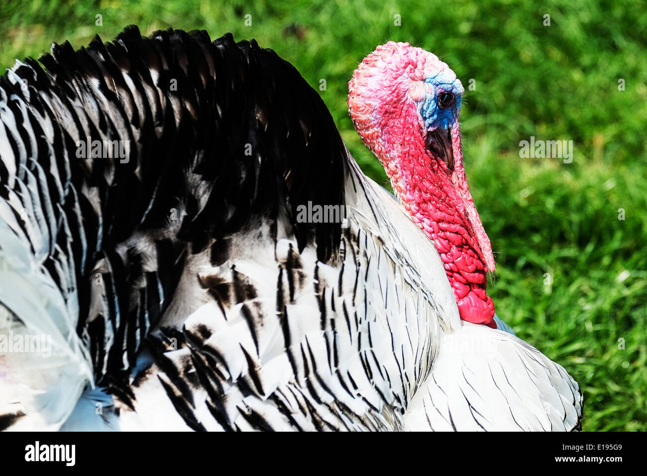 Pied turkey hi-res stock photography and images - Alamy