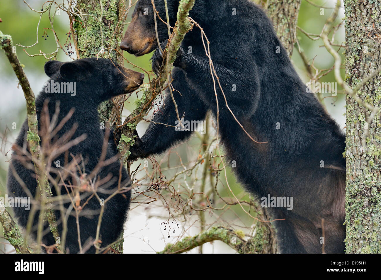 Fur tree fruit hi-res stock photography and images - Alamy