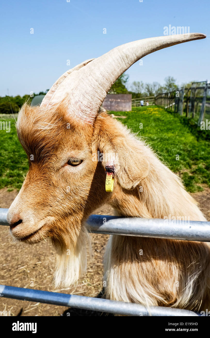 Golden Guernsey Goat Which Is A Rare Breed Of Goat From The, 52% OFF