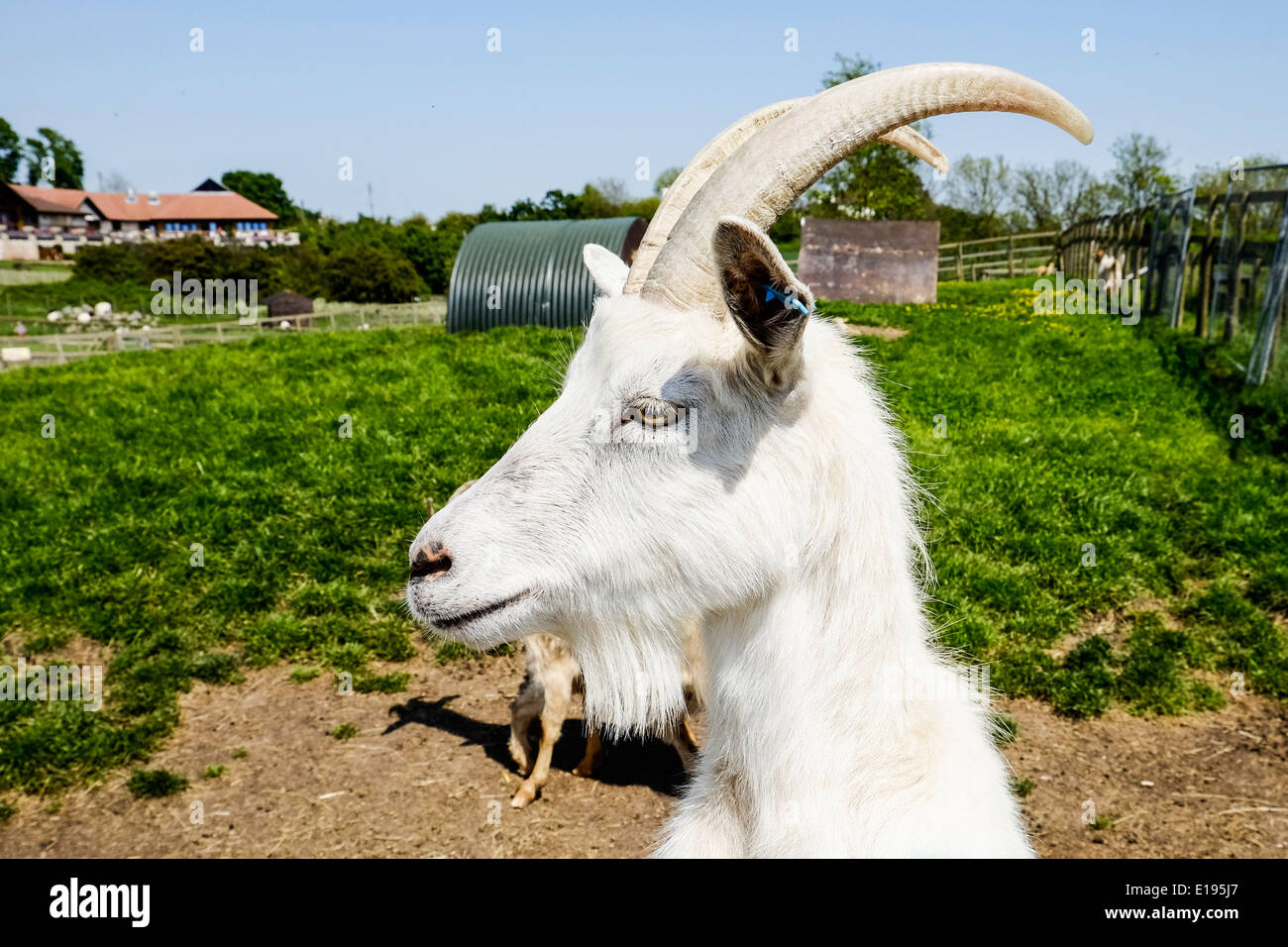 Golden guernsey goat hi-res stock photography and images - Alamy