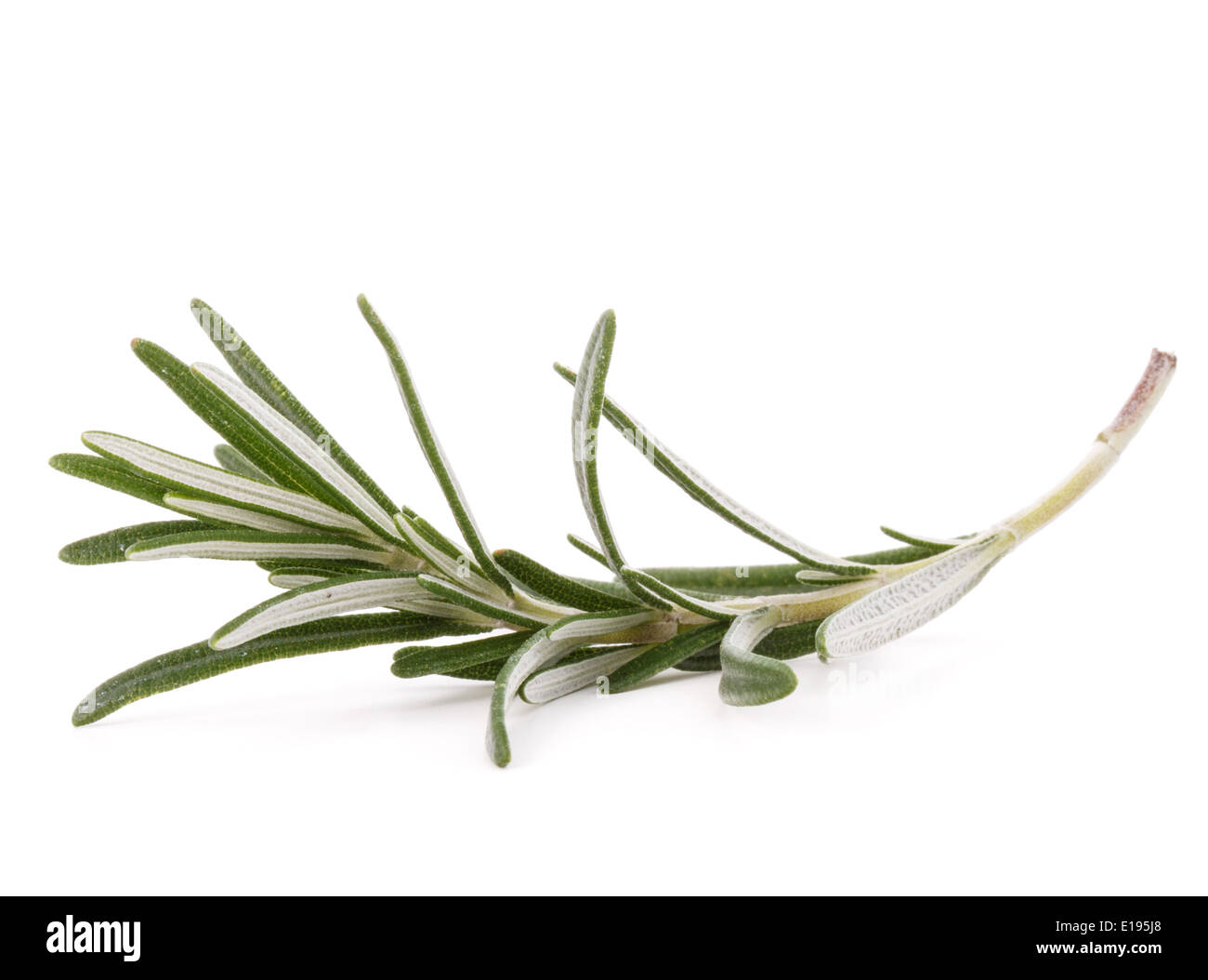rosemary herb spice leaves isolated on white background cutout Stock ...