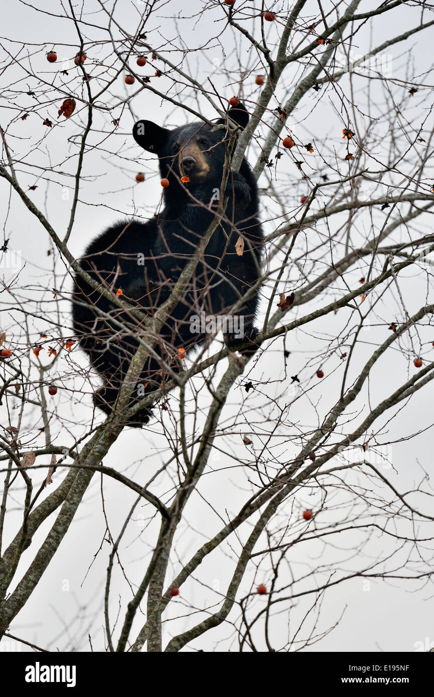 Black bear (Ursus americanus) Feeding on fruit in a tree Great Smoky ...