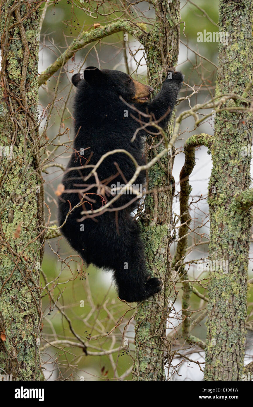 Black bear (Ursus americanus) Cub descending tree Great Smoky Mountains ...