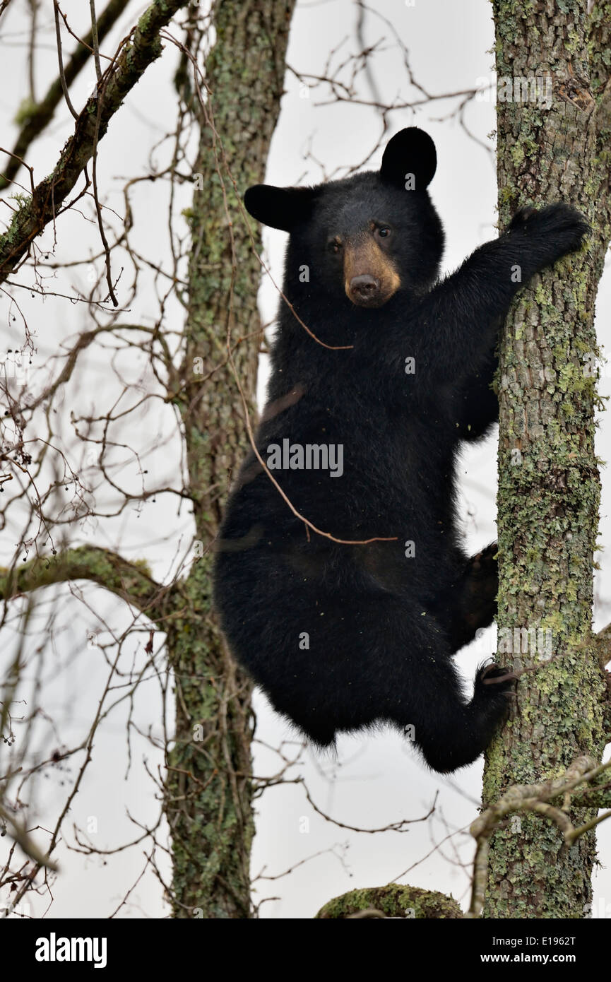 Black bears and great smoky mountains hi-res stock photography and ...