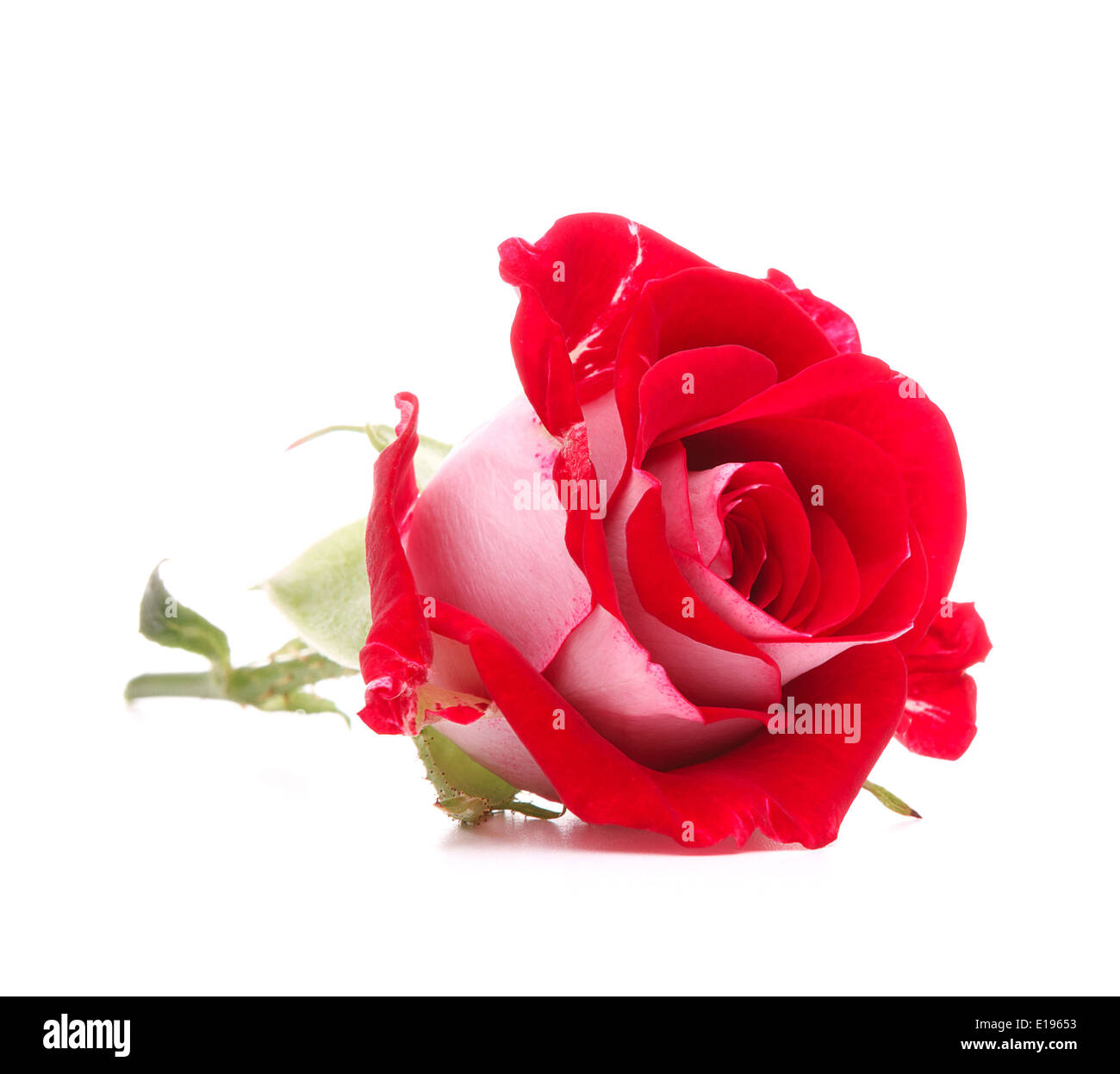 Red rose flower head isolated on white background cutout Stock Photo ...