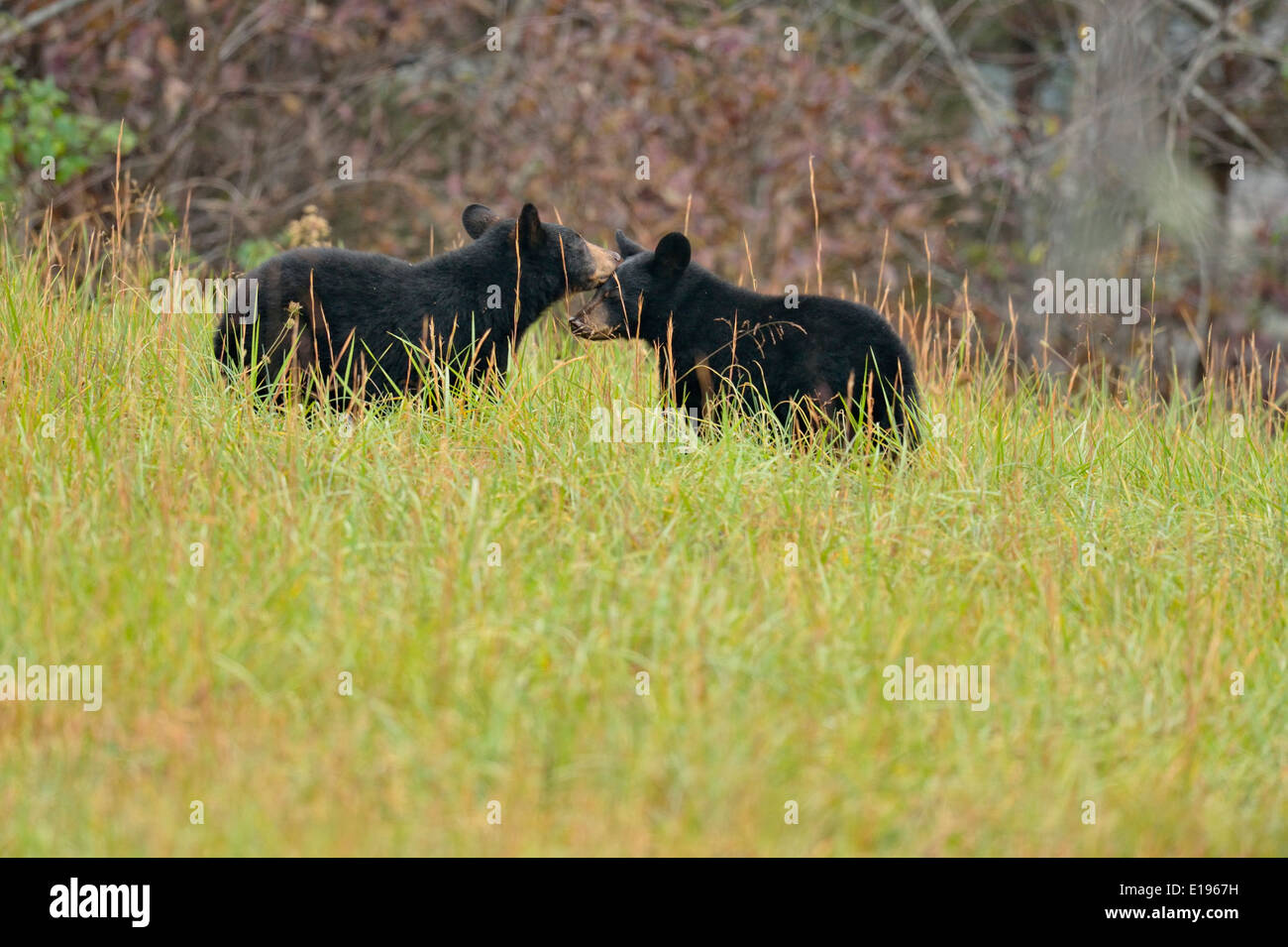 Black bear (Ursus americanus) Yearling cubs Great Smoky Mountains ...