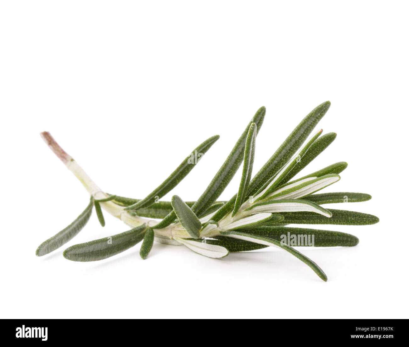 rosemary herb spice leaves isolated on white background cutout Stock ...