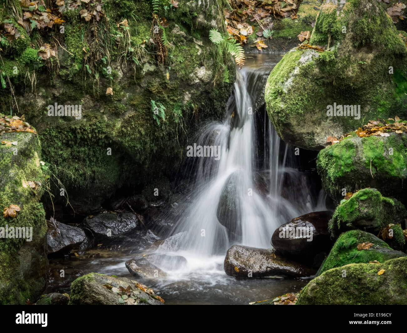 Ein Bach mit Steinen und fliessendem Wasser. Landschaft erleben in der ...
