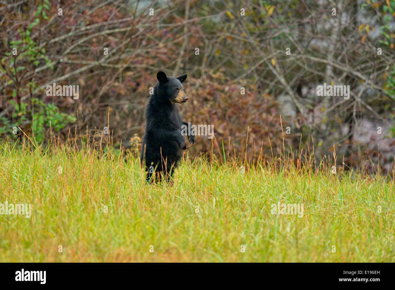 Black bear (Ursus americanus) Yearling cub Great Smoky Mountains ...