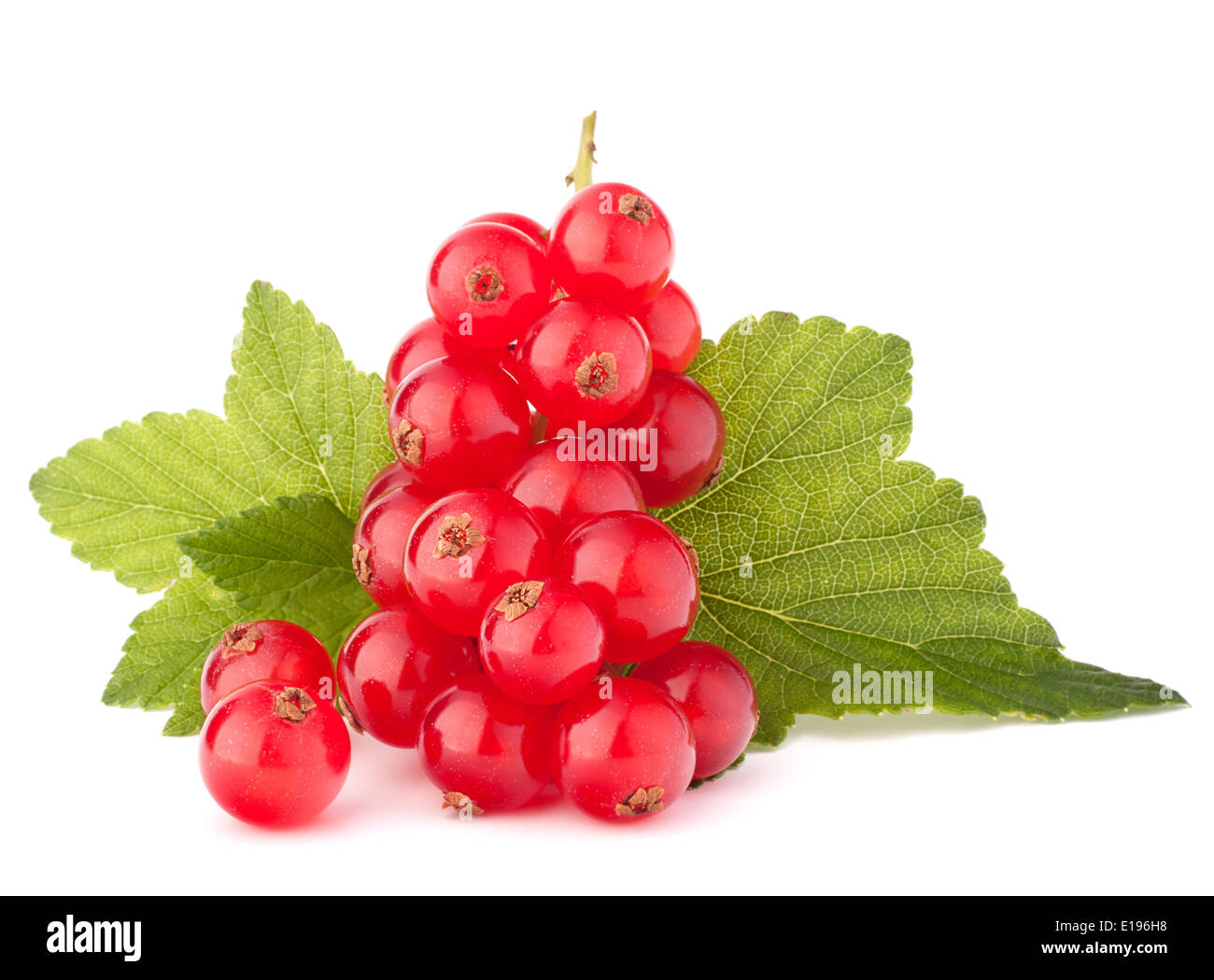 Red currants and green leaves still life isolated on white background ...