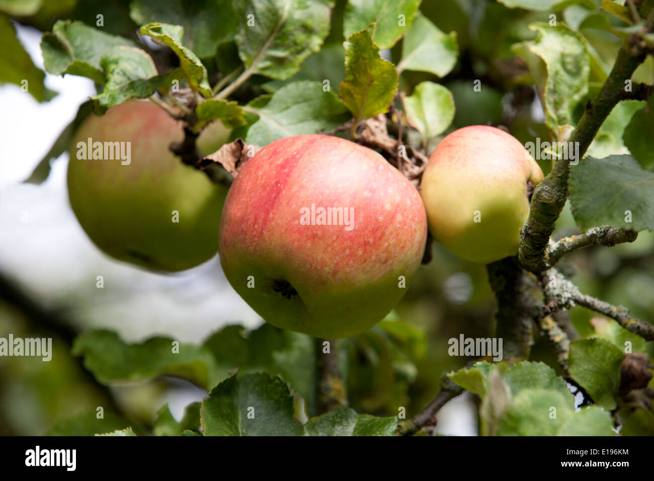 Apples growing on a tree Stock Photo - Alamy