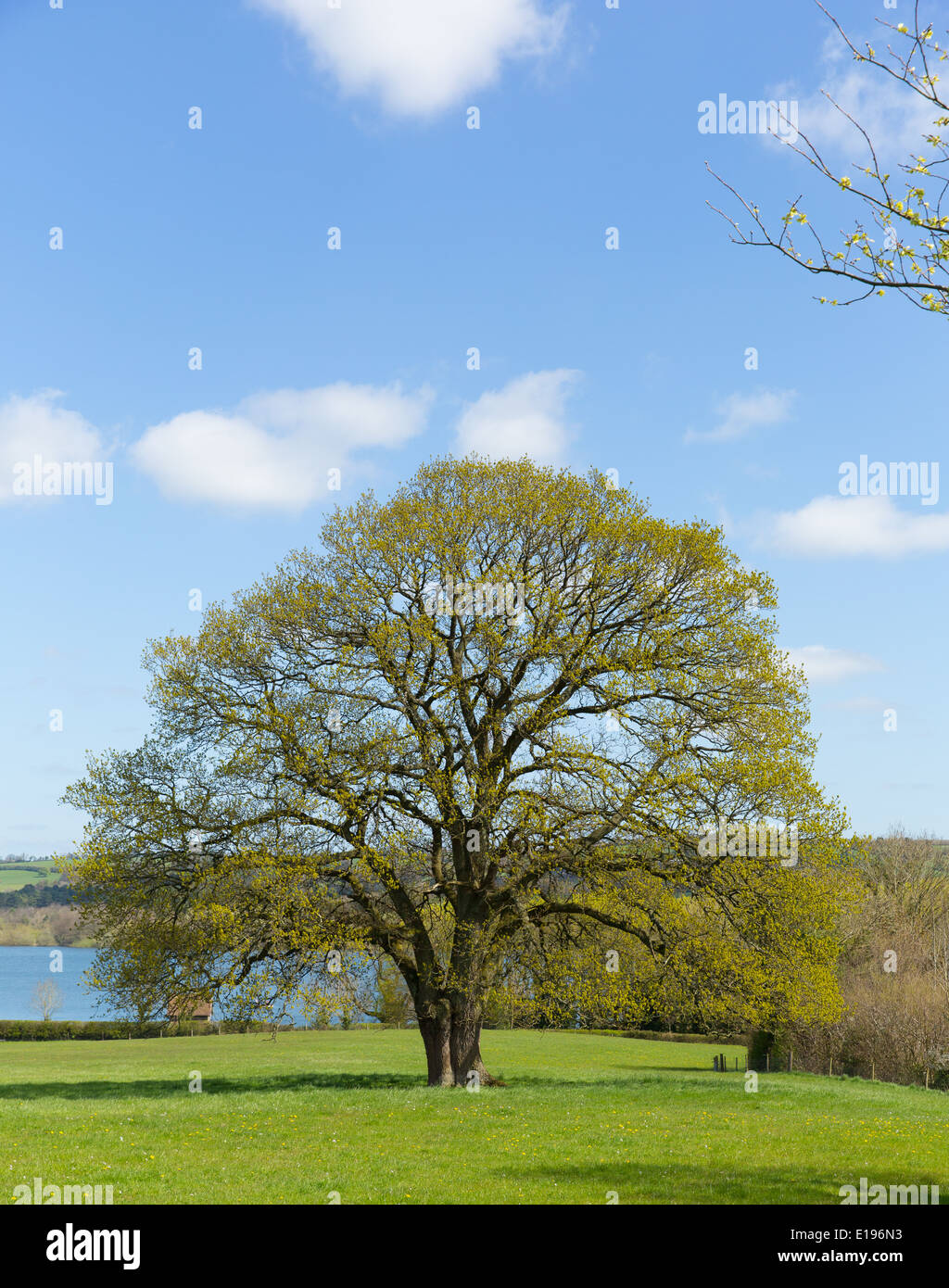 Beautiful tree in English field with blue sky and cloud Stock Photo - Alamy