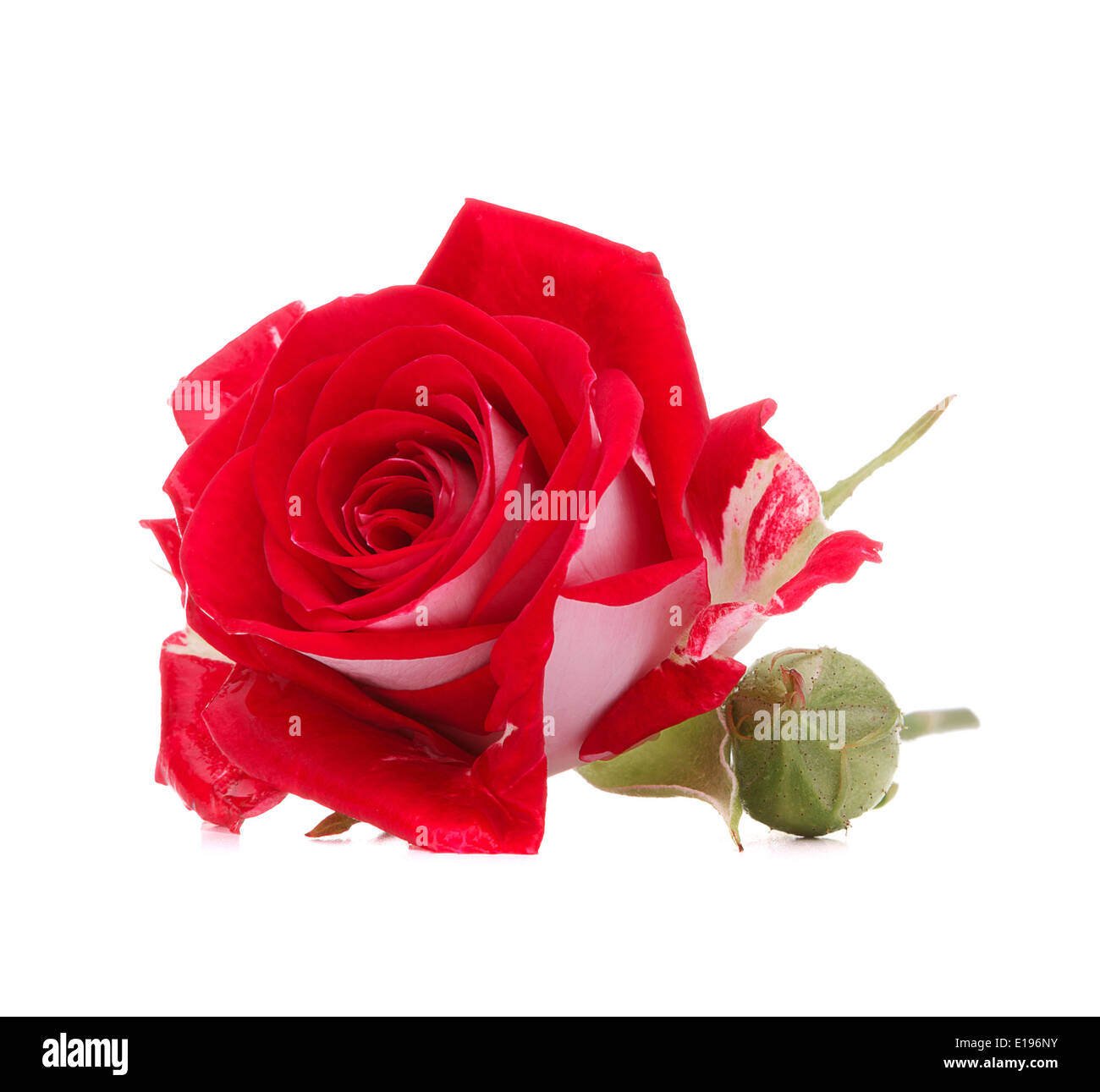 Red rose flower head isolated on white background cutout Stock Photo ...