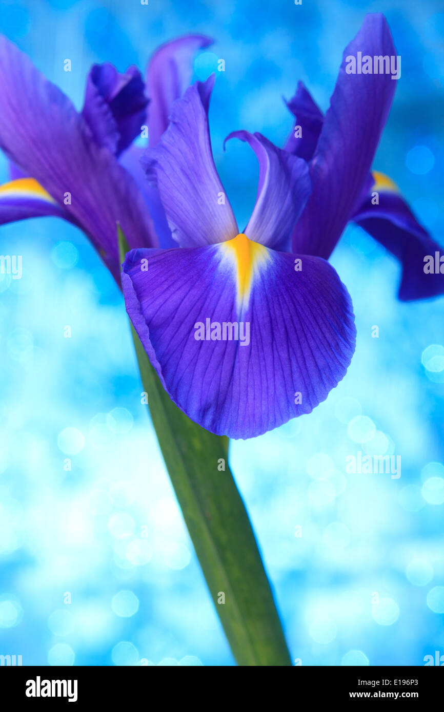 Beautiful blue iris flowers background Stock Photo - Alamy