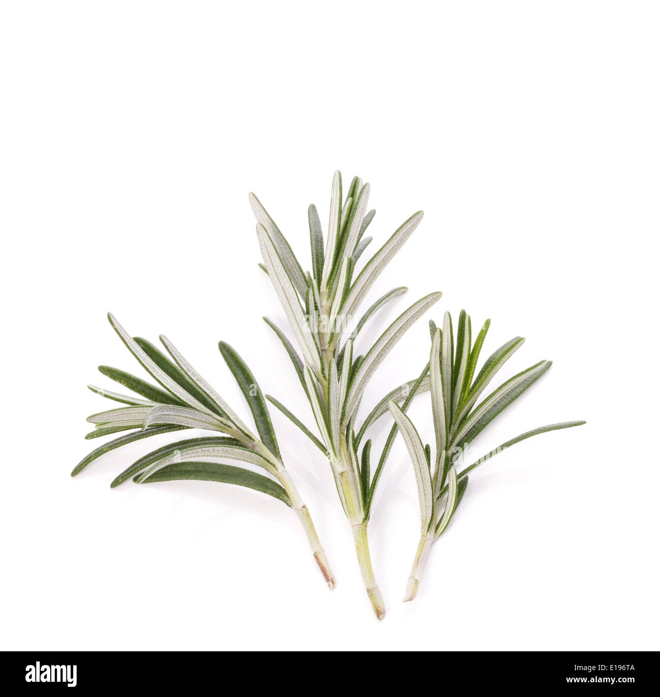 rosemary herb spice leaves isolated on white background cutout Stock ...
