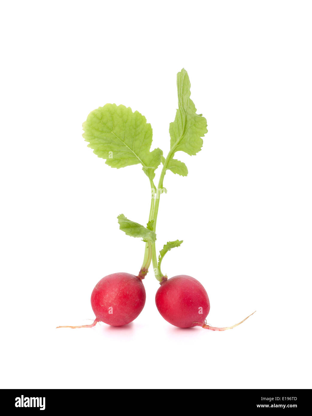 Small garden radish with leaves isolated on white background cutout ...