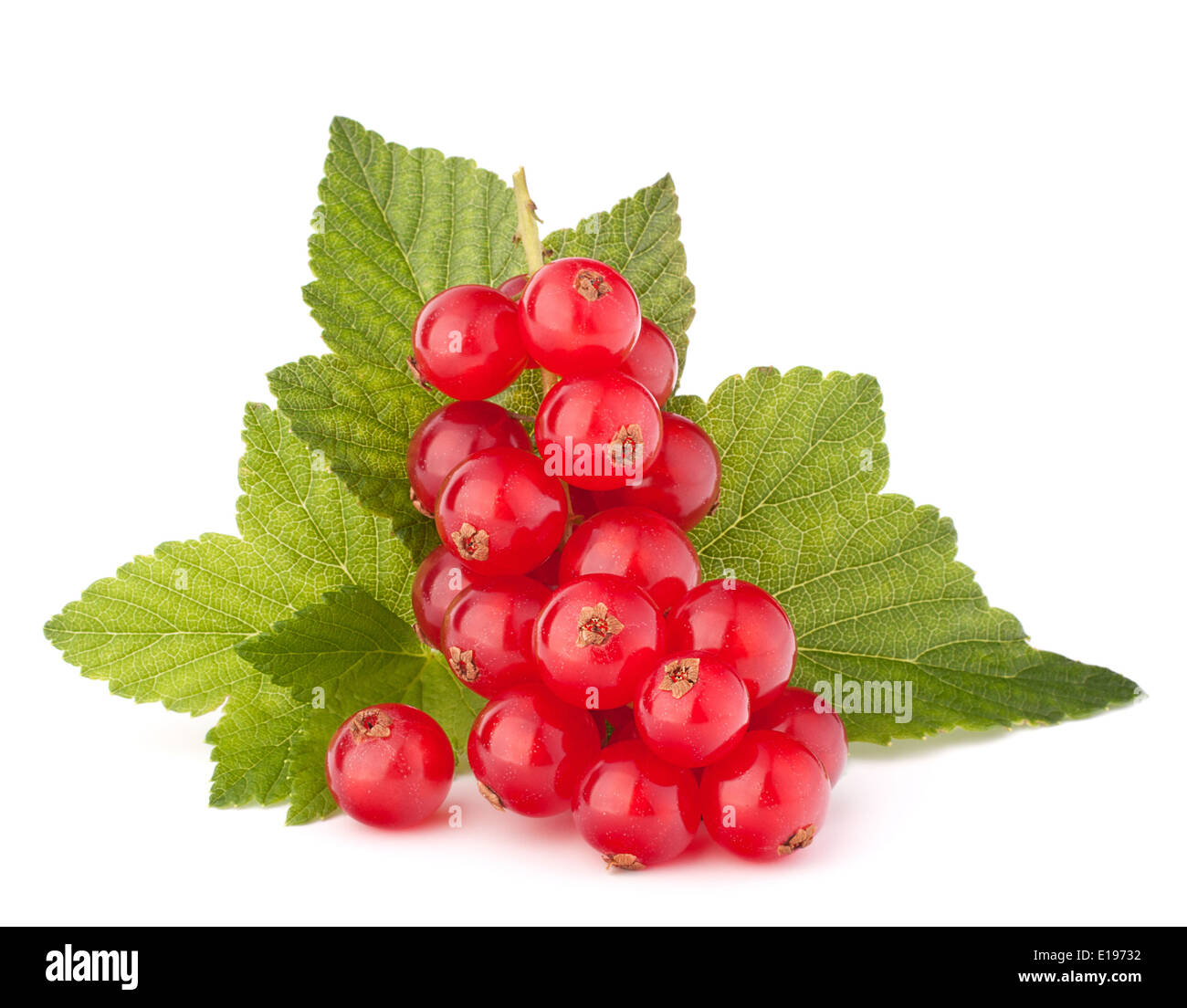 Red currants and green leaves still life isolated on white background ...