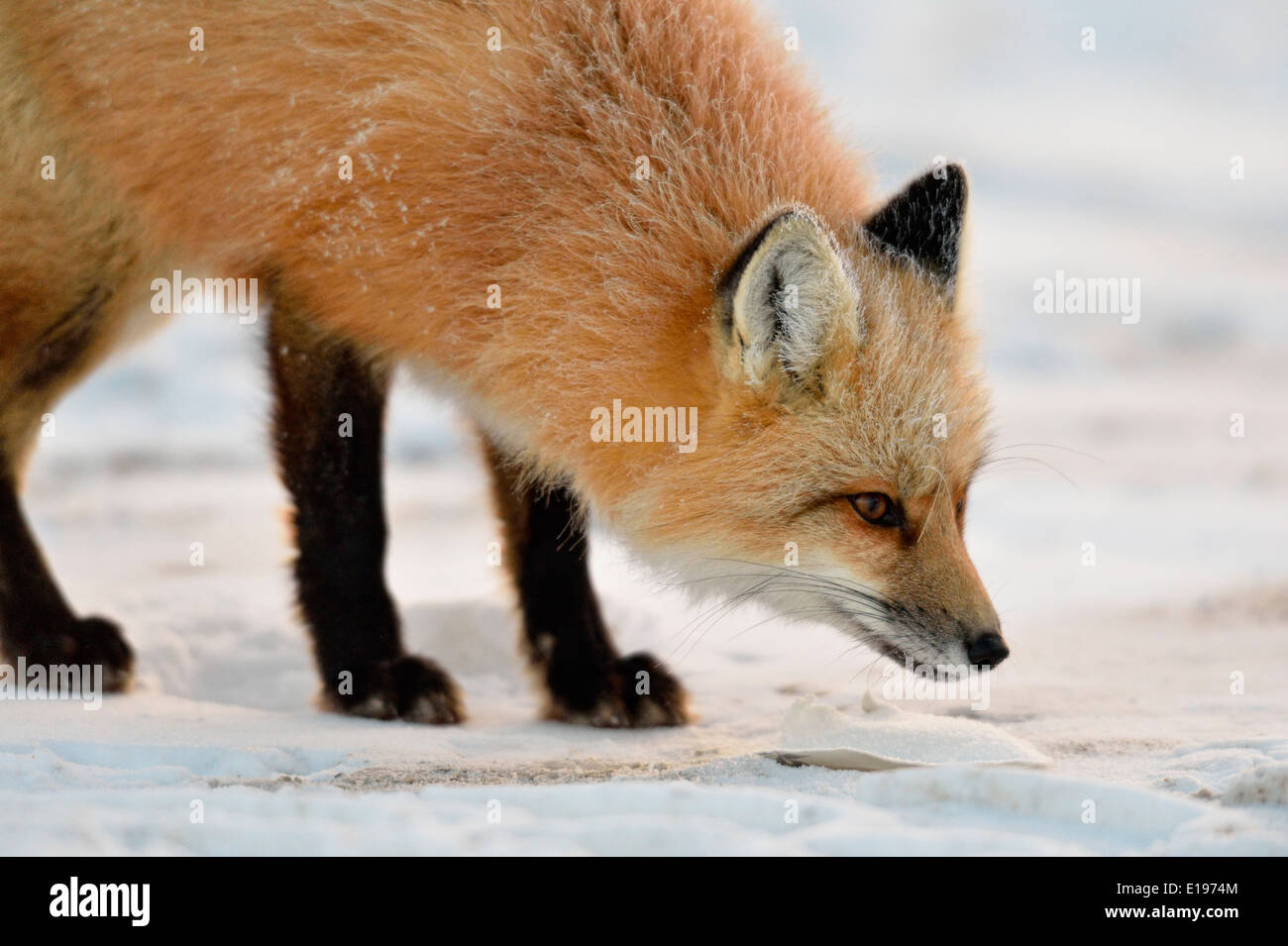Red fox (Vulpes vulpes) Churchill Manitoba, Canada Stock Photo - Alamy