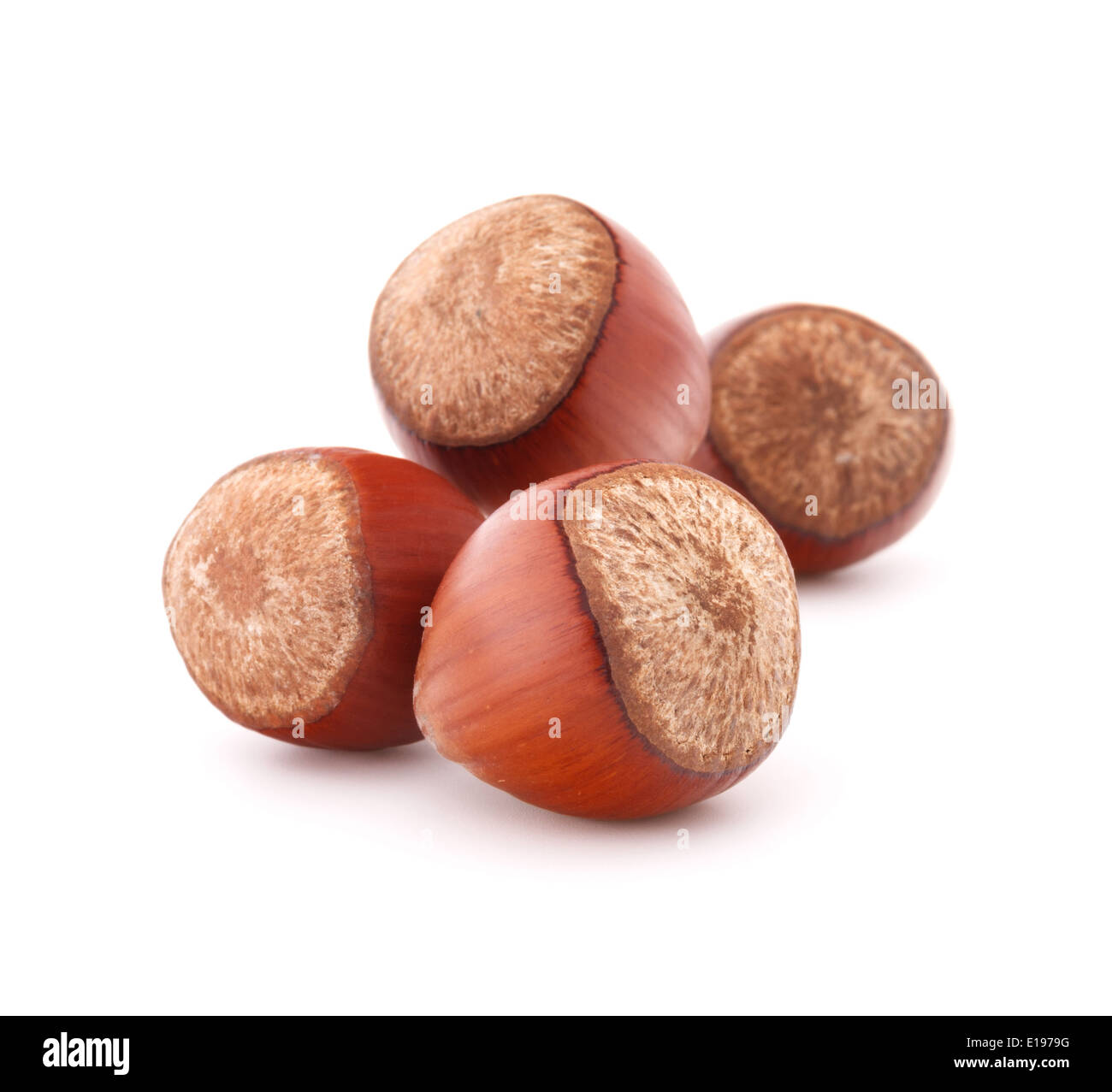 hazelnut or filbert nut isolated on white background cutout Stock Photo ...