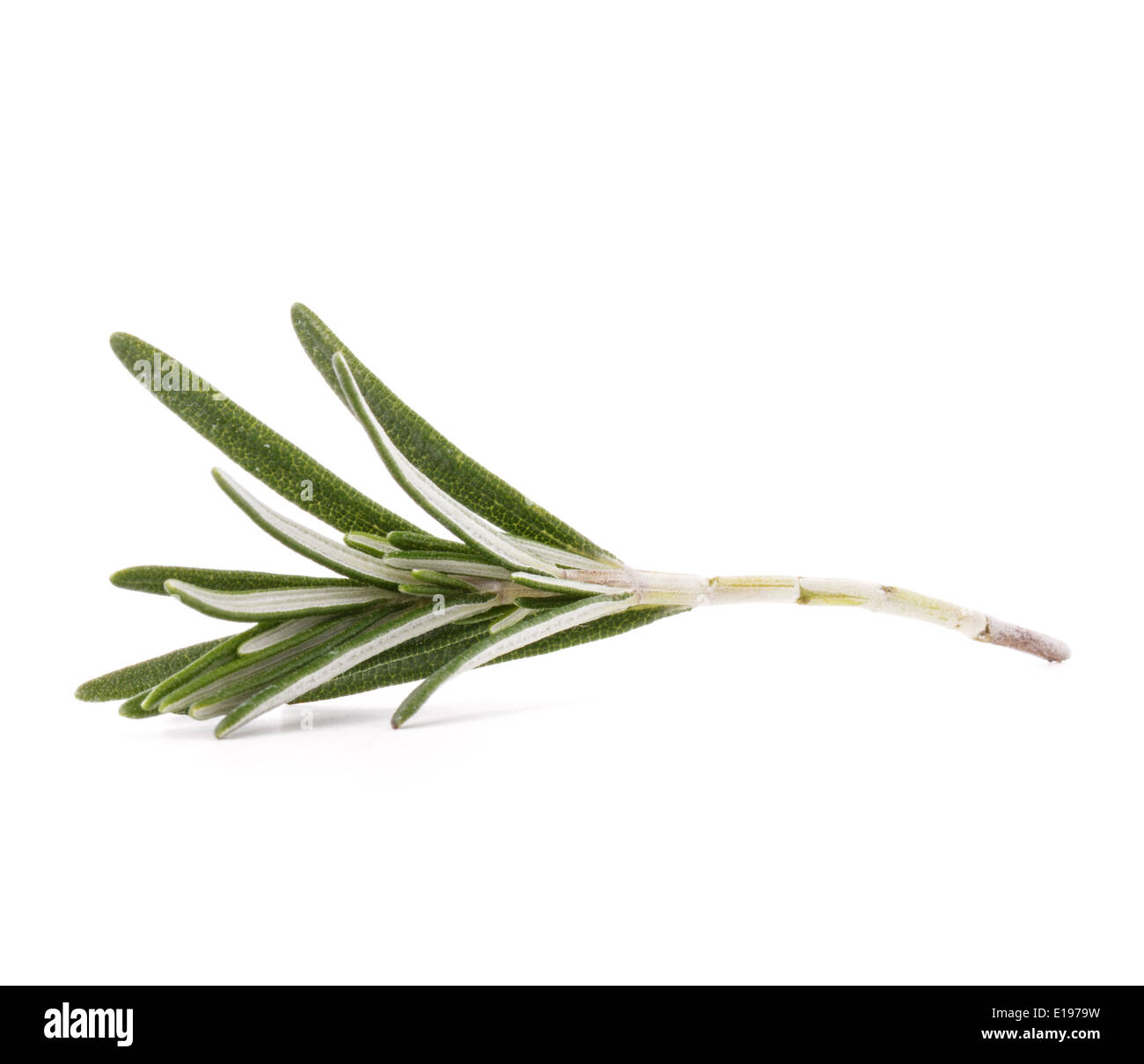 rosemary herb spice leaves isolated on white background cutout Stock ...