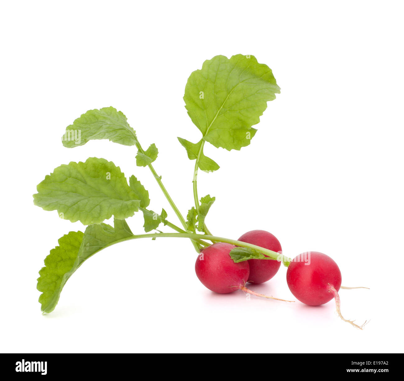 Small garden radish with leaves isolated on white background cutout ...