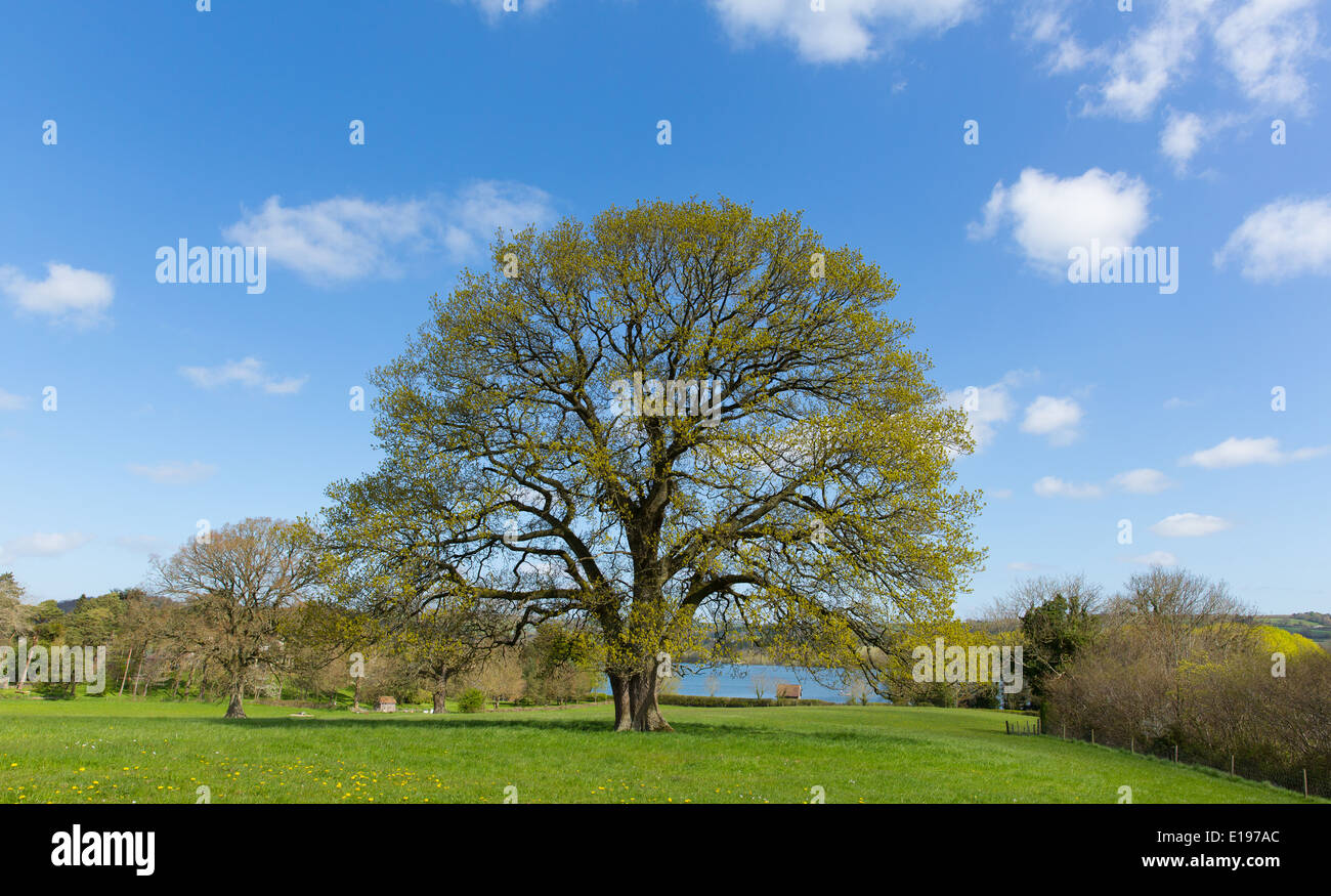 Beautiful tree in English field with blue sky and cloud Stock Photo - Alamy